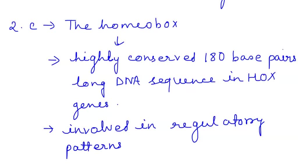 Solved A Hox Genes Appear On The Chromosome In The Same Order In