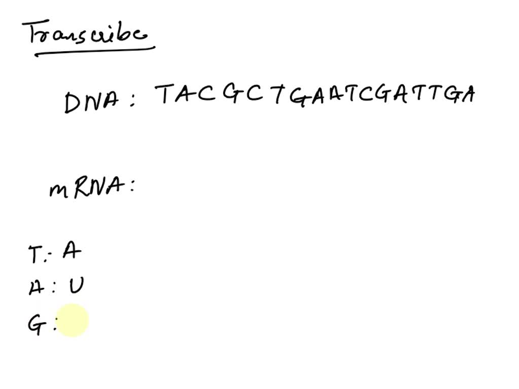 SOLVED: Given the following stretch of DNA, transcribe the ...