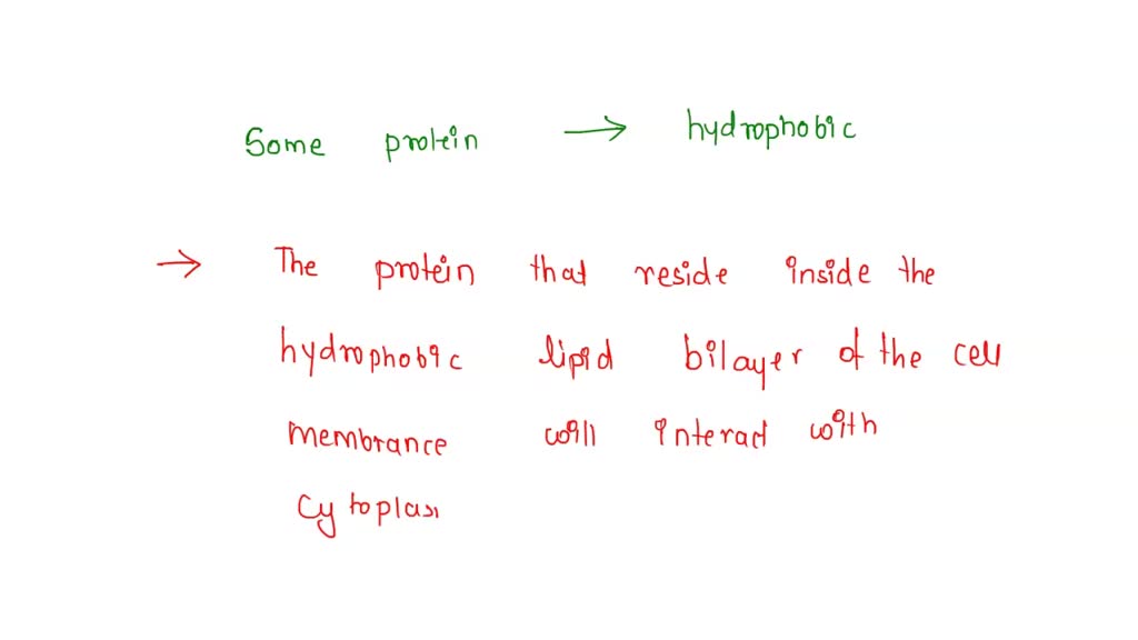 SOLVED: Some proteins reside in the hydrophobic lipid bilayer of the ...