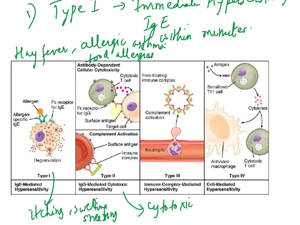SOLVED: Compare and contrast the different types of hypersensitivity ...
