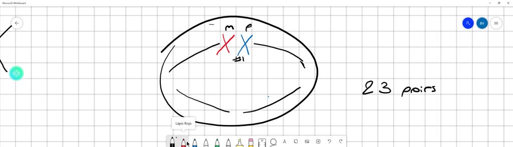 SOLVED: Explain how the random alignment of homologous chromosomes ...