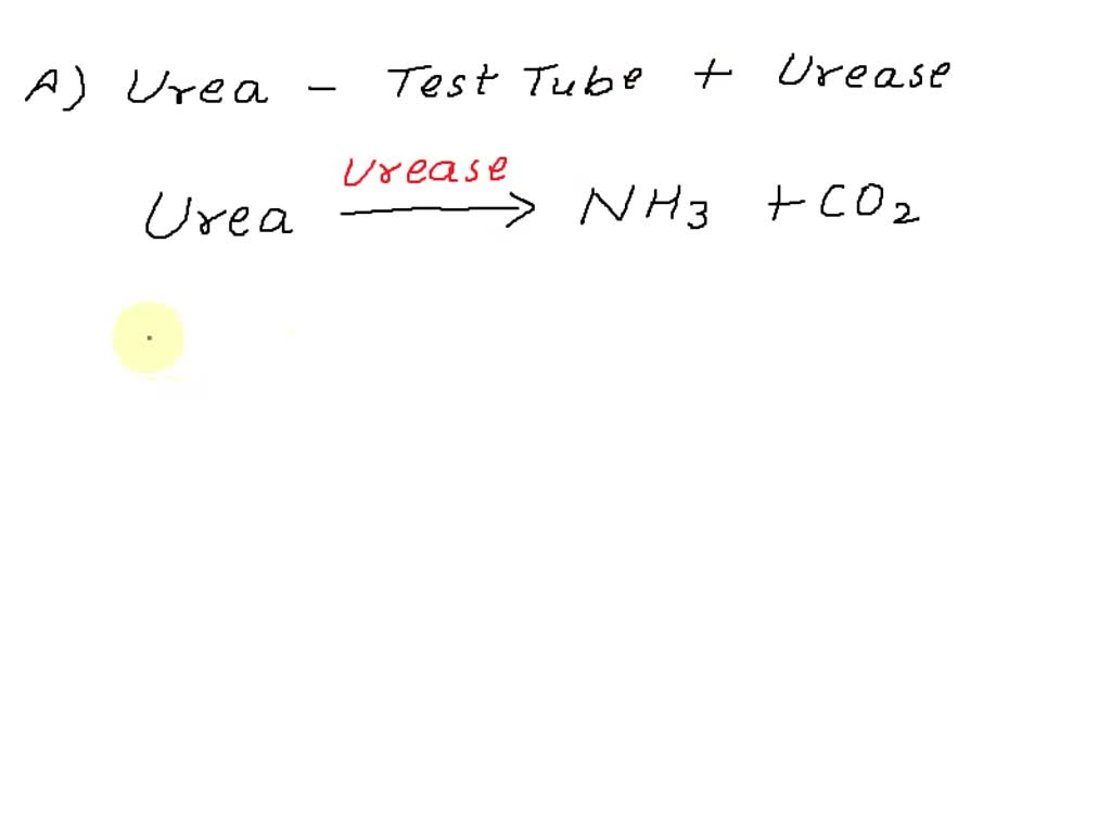 SOLVED: Experiment 1.1: Effect of Urease on the rate of urea ...