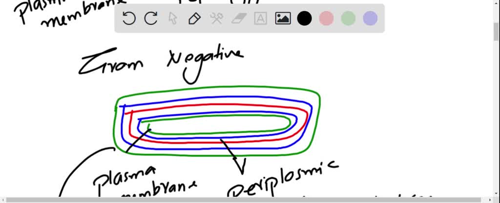 SOLVED: Instructions Draw colored pictures to represent how! both Gram+ ...