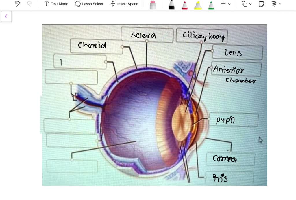 SOLVED: H, erato dorsal H, erato ventral mutant mutant normal optix mKO ...