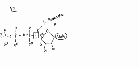 How many phosphoester phosphate ester and phosphoanhydride...