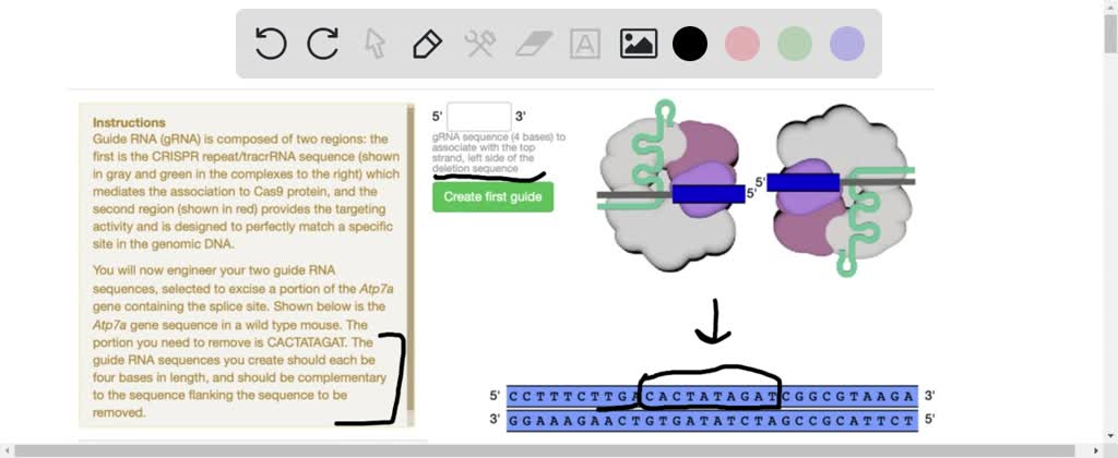 SOLVED:Instructions Guide RNA (gRNA) is composed of two regions: the ...