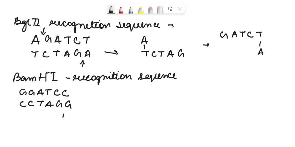 SOLVED: The restriction enzyme BglII has the recognition sequence (5' A ...