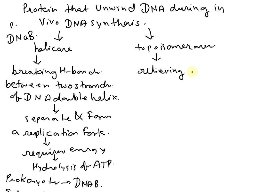 SOLVED: List the proteins that unwind DNA during in vivo DNA synthesis ...
