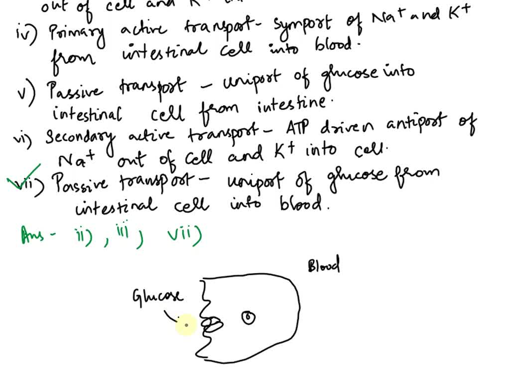 SOLVED: Intestinal epithelial cells use multiple types of transporters ...