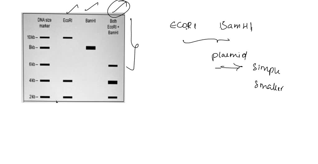 DNA size marker EcoRI BamHI Both EcoRI and BamHI 10kb 8kb 6kb 4kb - 2kb ...