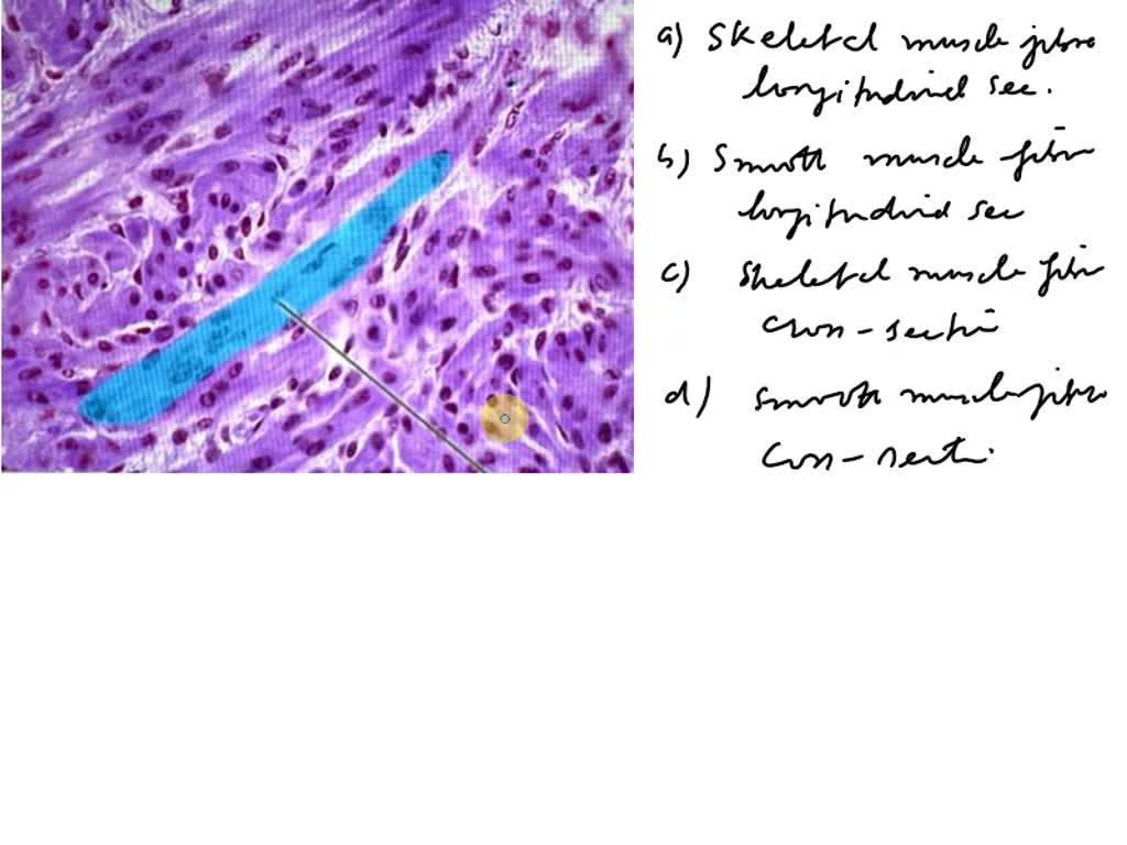 SOLVED: Which structure is highlighted? O skeletal muscle fiber ...