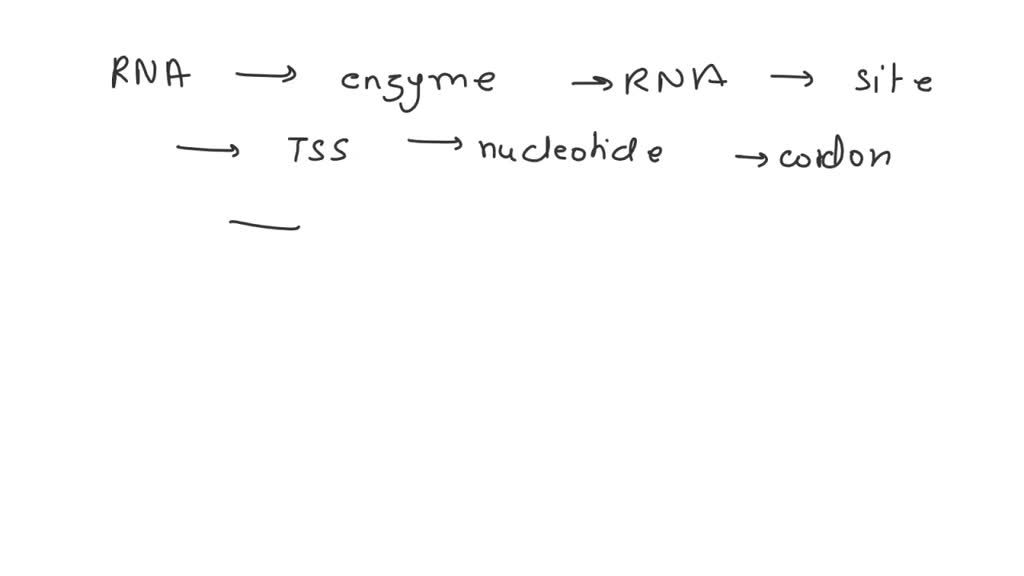 SOLVED: RNA polymerase starts synthesizing RNA at the start codon TSS ...