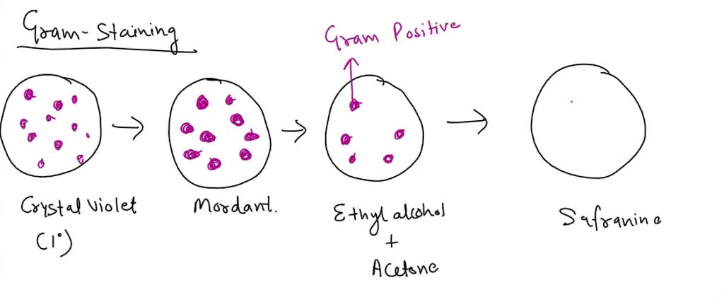 SOLVED: Which staining method is commonly used for direct examination ... SOLVED: Which staining method is commonly used for direct examination ...