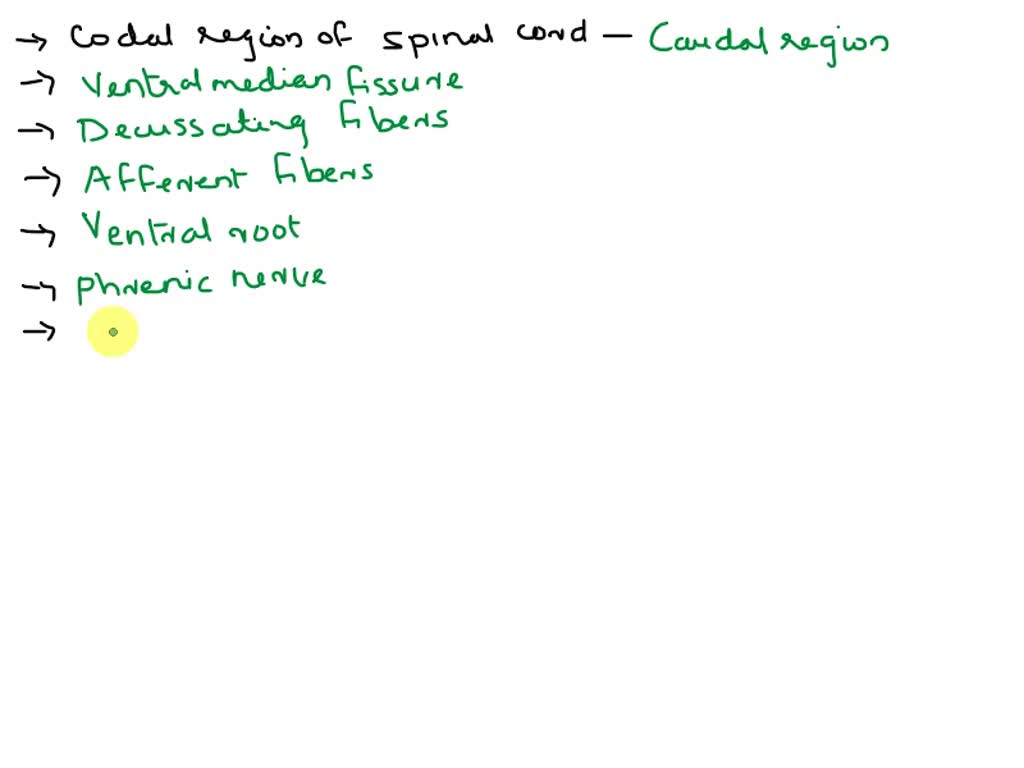 SOLVED: Across 2. This is the most caudal region of the spinal cord (do ...