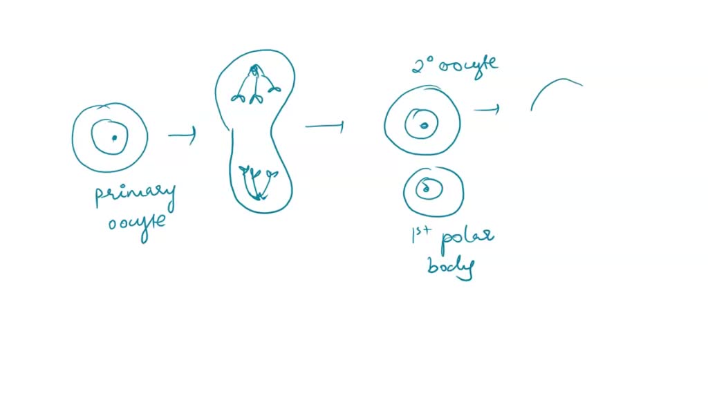 SOLVED: 'Gametogenesis in plants and animals Read the overview and ...