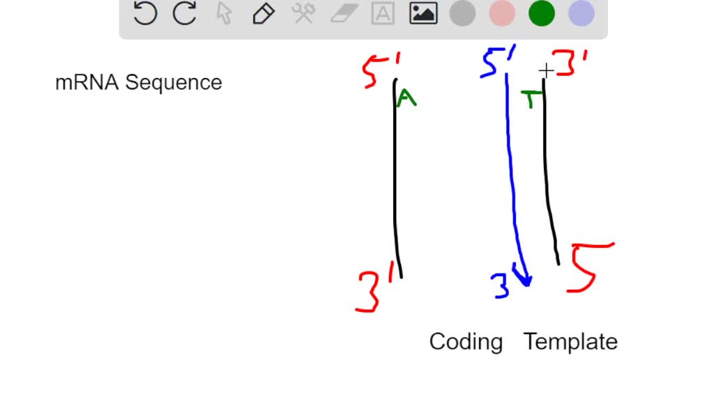SOLVED: A gene begins with the following coding sequence: 5â ...