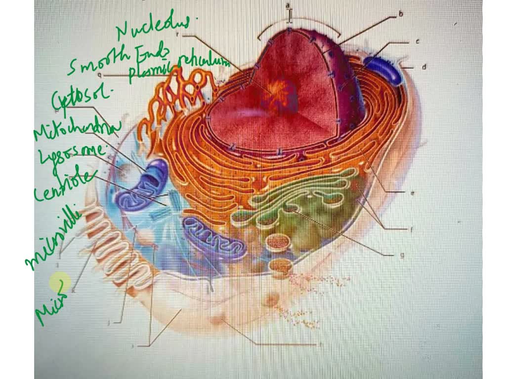 SOLVED: Anatomy of the Composite Cell: Label the cell structures using ...