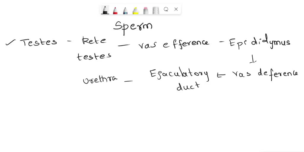 SOLVED: create a flow chart, summarizing the pathway of the sperm from ...