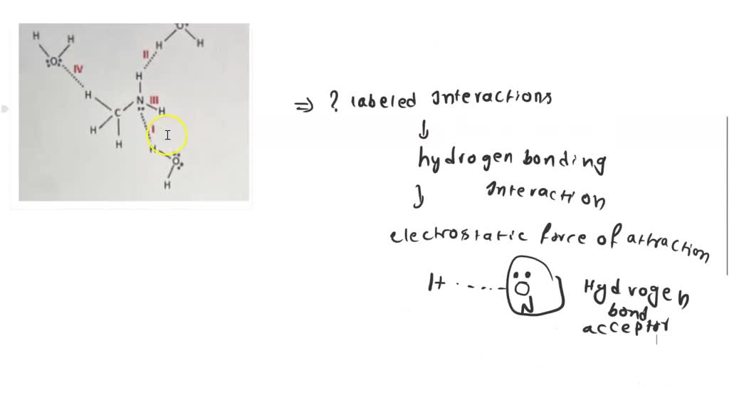 SOLVED: The interactions between methylamine and water are shown. Which ...
