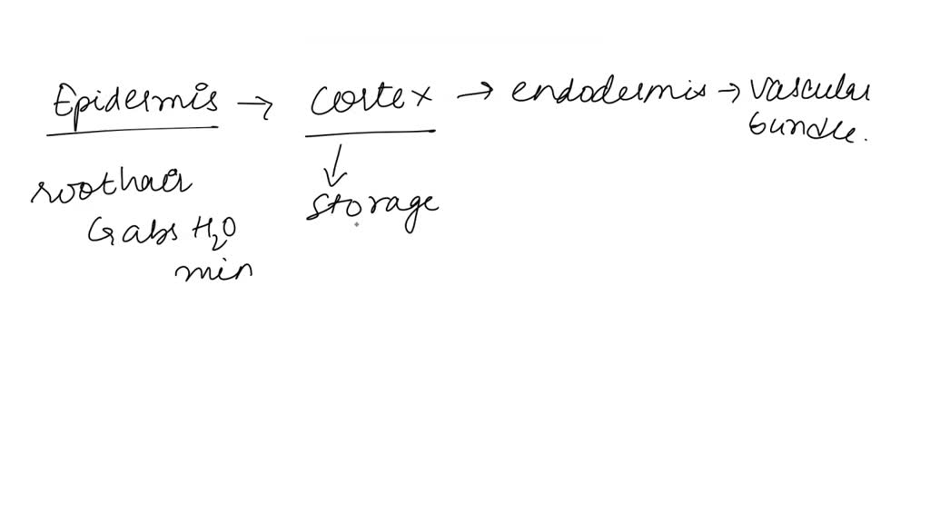 SOLVED: The correct outer-to-inner sequence of tissues layers in a Dicot root is: Epidermis ...