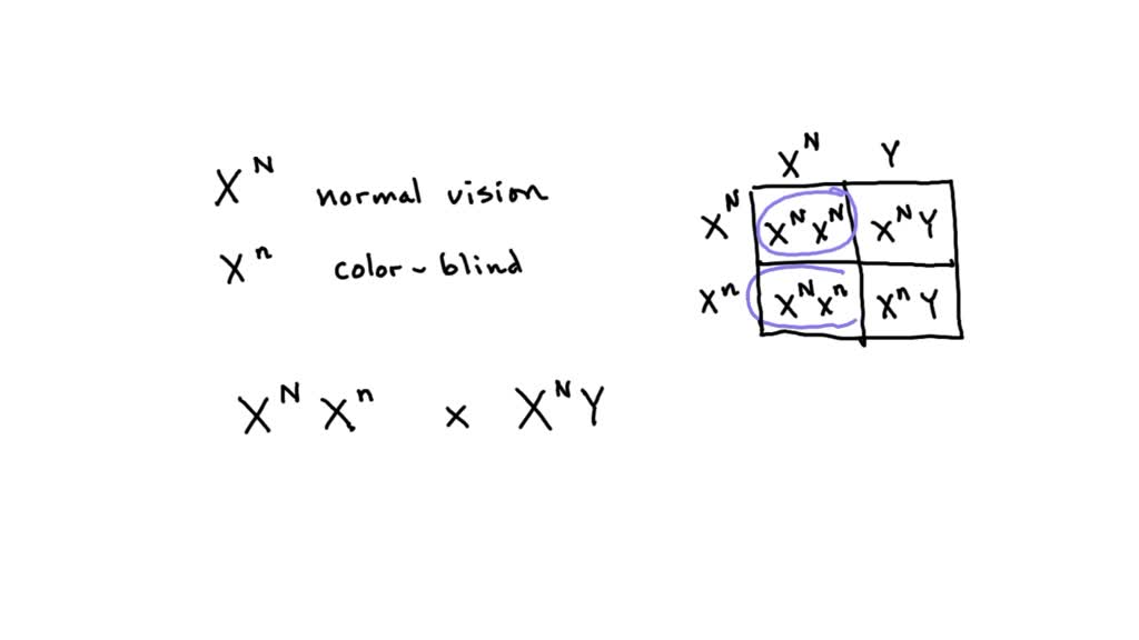 SOLVED: Determine the probability of a normal vision couple to get a ...