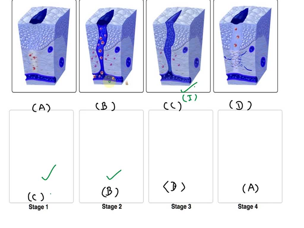 SOLVED: Click and drag the images below into the proper position to ...