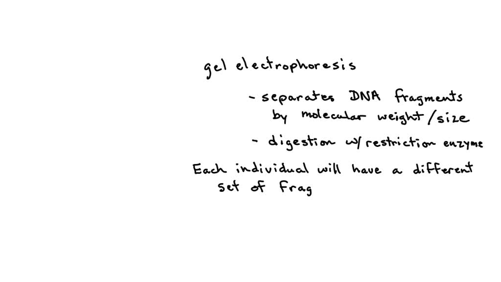 SOLVED: gel electrophoresis analysis comparing DNA taken from crime ...