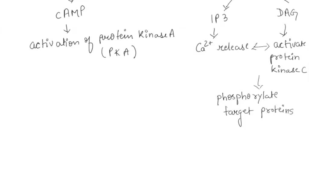Q1. (a) Name the pathway in which the nitrogen of amino acids is made ...