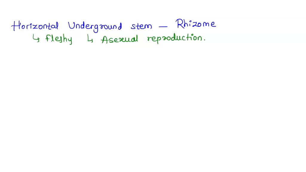 SOLVED: A is a horizontal stem that can divide and grow in several ...