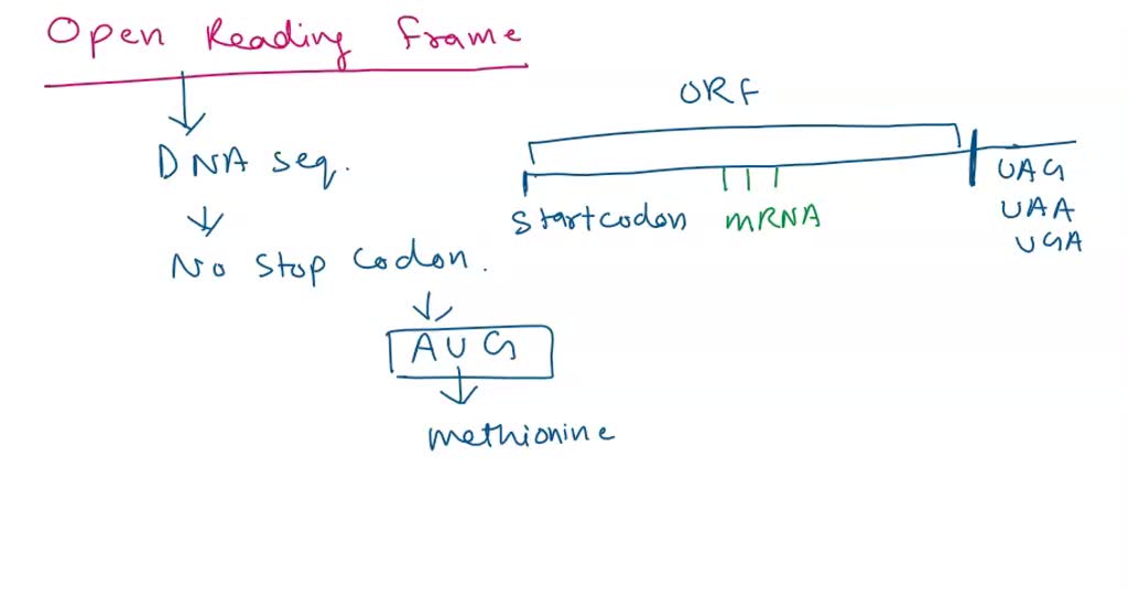 SOLVED: An open reading frame (ORF) that is not likely to encode a ...