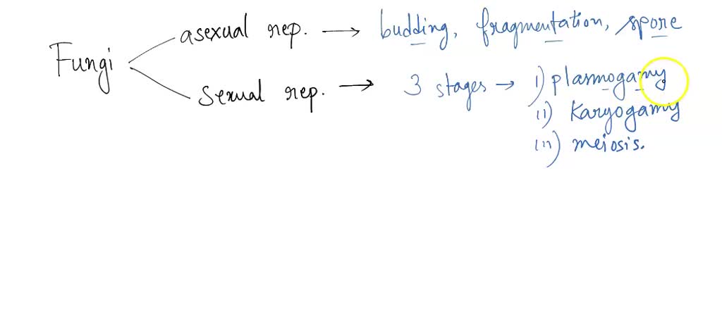 Solved Below Is A General Fungal Life Cycle Explain How Fungi Can 8592