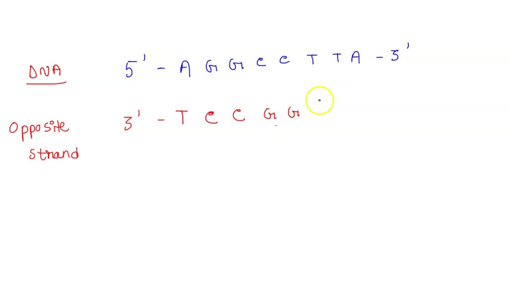 SOLVED: opposite strand? One strand of DNA is 5'-AGGCCTTA-3' What is ... SOLVED: opposite strand? One strand of DNA is 5'-AGGCCTTA-3' What is ...