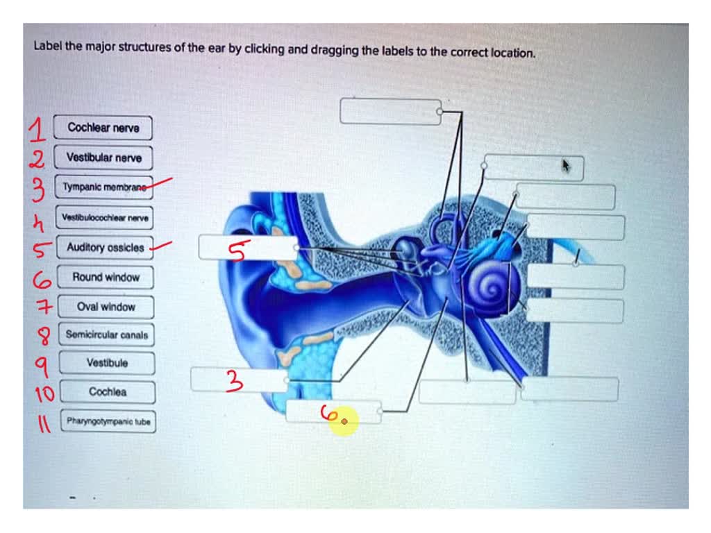 SOLVED: Label the major structures of the ear by clicking and dragging ...