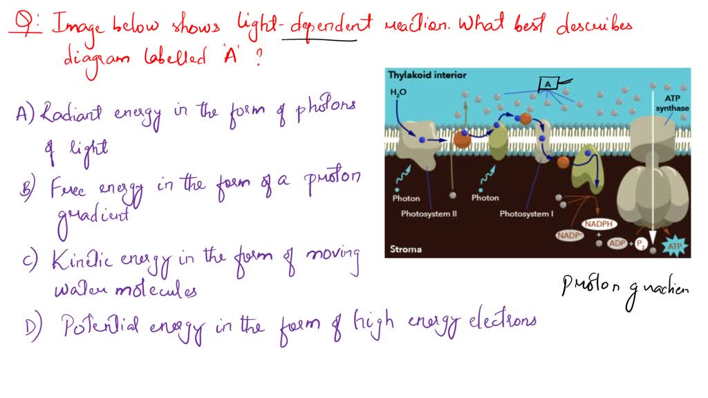 SOLVED: The image shows the light-dependent reaction. Which of the ...