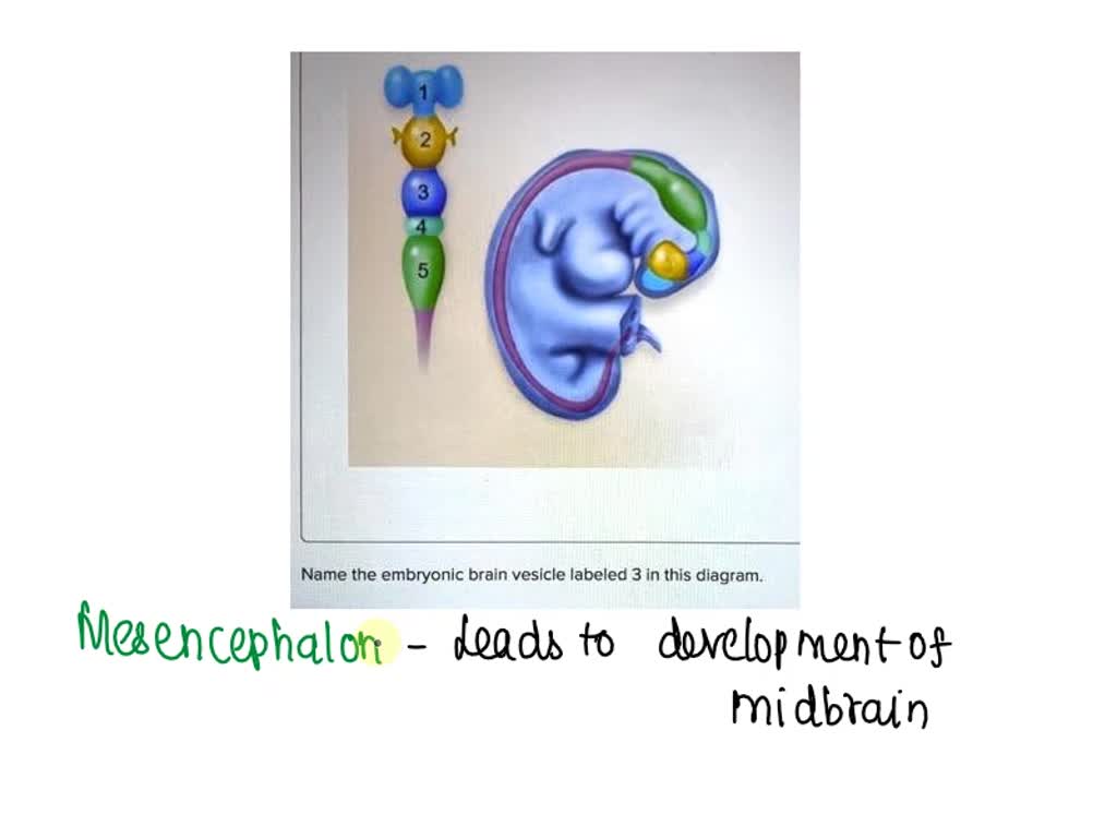 SOLVED: Name the embryonic brain vesicle labeled 3 in this diagram ...