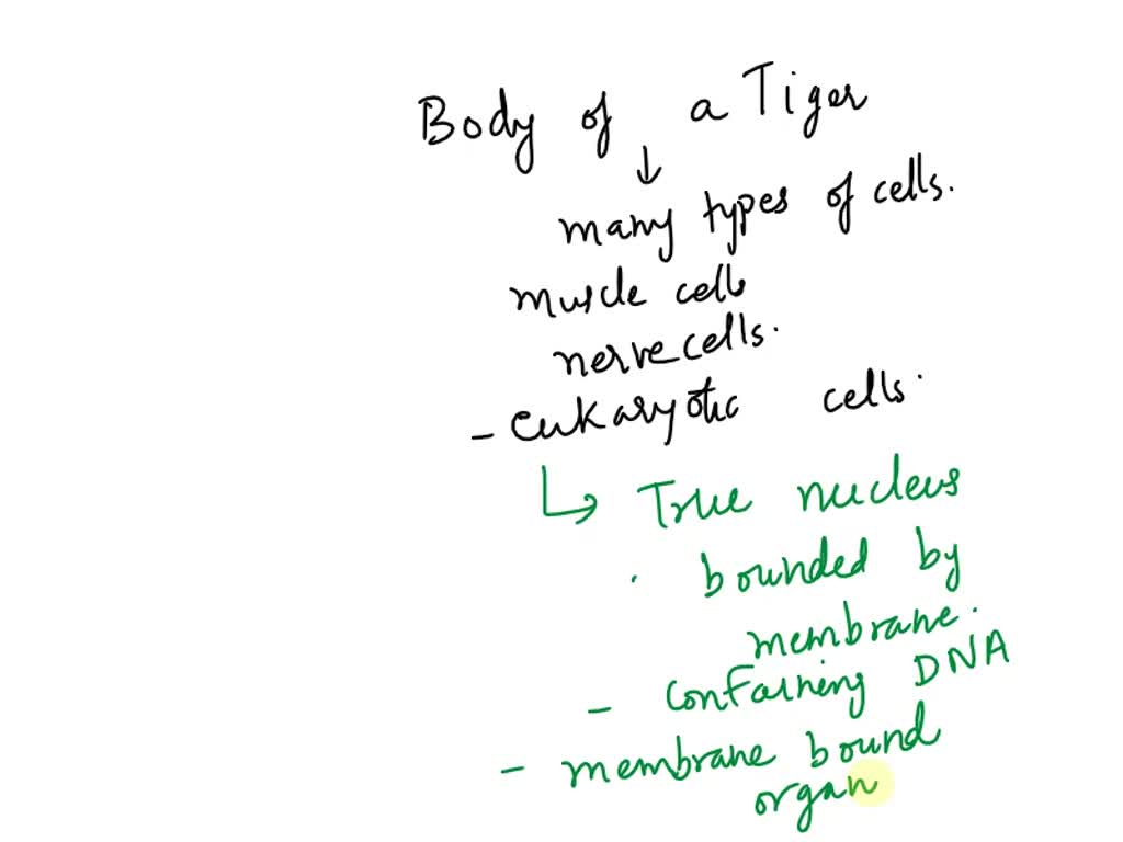 SOLVED: The body of a tiger is made of many types of cells, such as ...