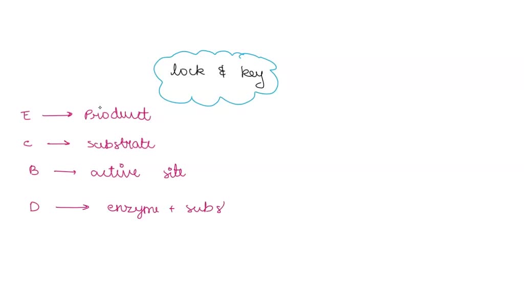 SOLVED: Match each component below with a letter from the picture: Products Substrate Active ...