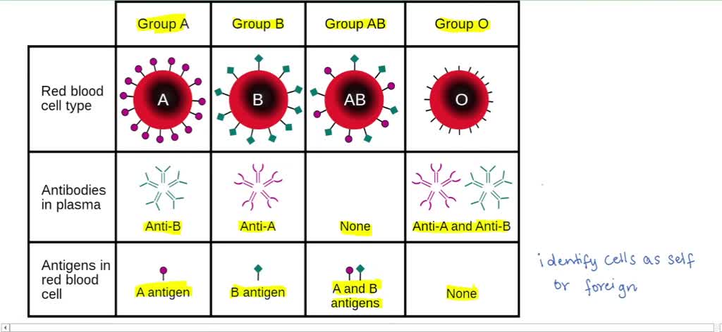 SOLVED: The diagram models the four different types of red blood cells ...