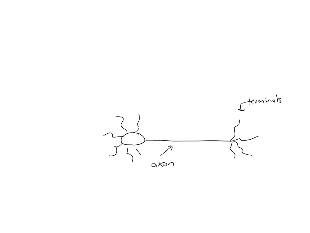 Solved The Nucleus In A Neuron Is Located In The Group Of Answer Choices Axon Cell Body Axon