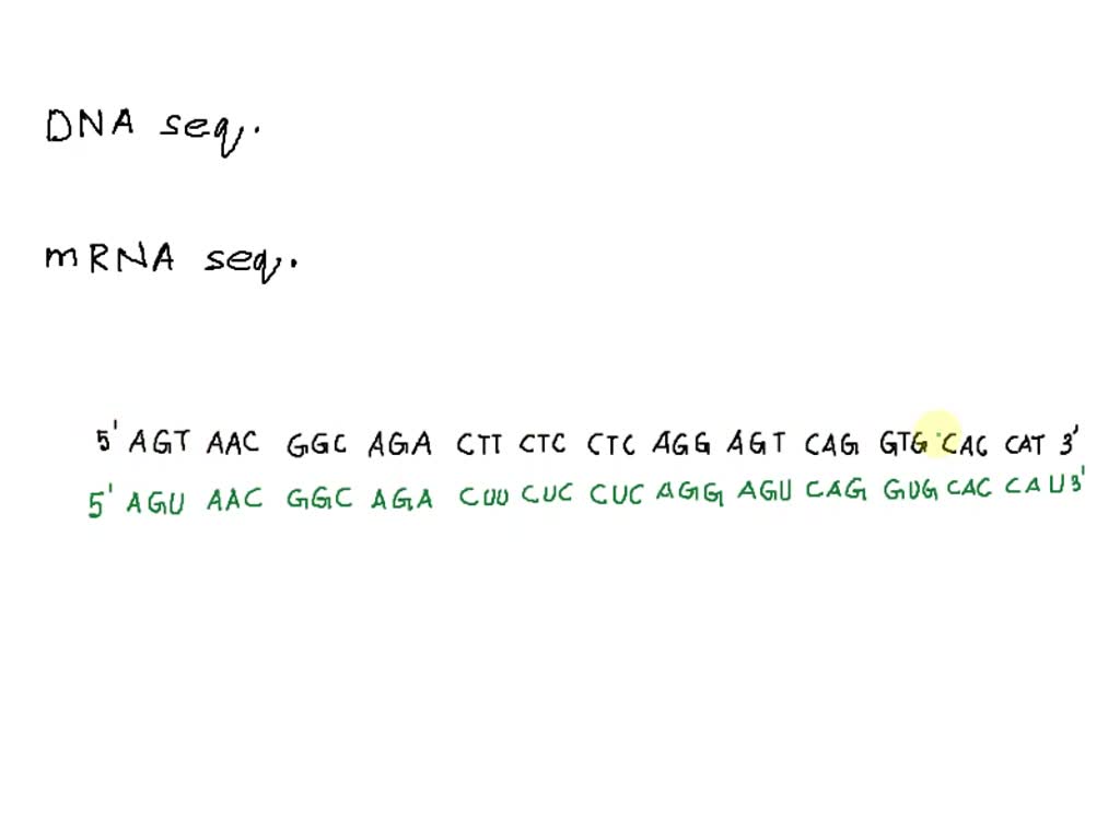 SOLVED: DNA Sequence 5' - AGT AAC GGC AGA CTT CTC CTC AGG AGT CAG GTG ...