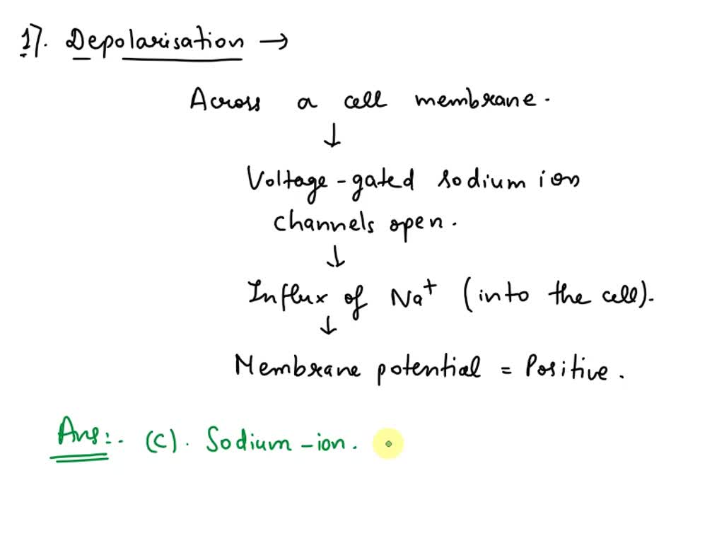 SOLVED: 1. During depolarization, which ion has increased permeability ...