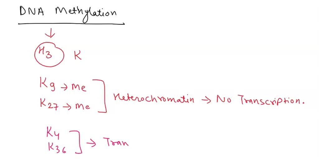 SOLVED: The process in which completely unmethylated DNA becomes ...