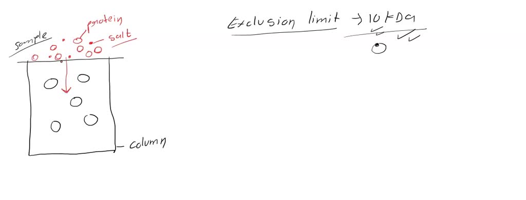 SOLVED: A)Explain what the “fractionation range” of Sephadex beads for ...