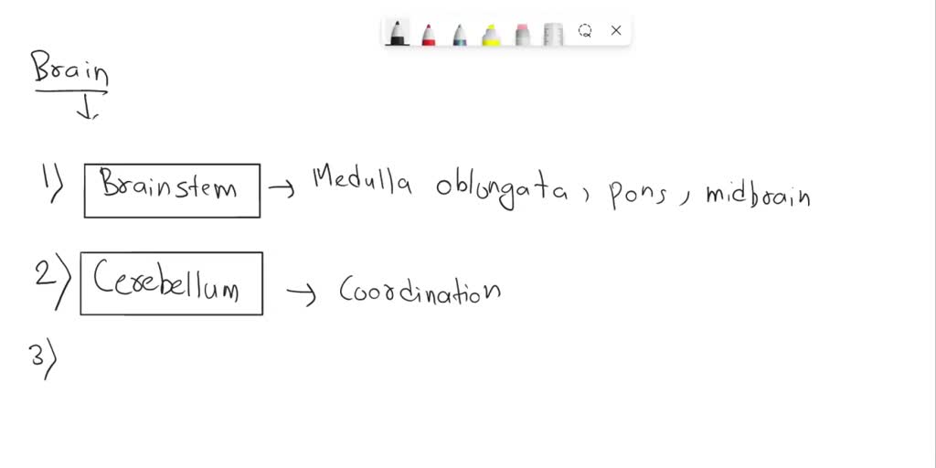 SOLVED: The four diffuse neuromodulator systems' cell bodies are ...