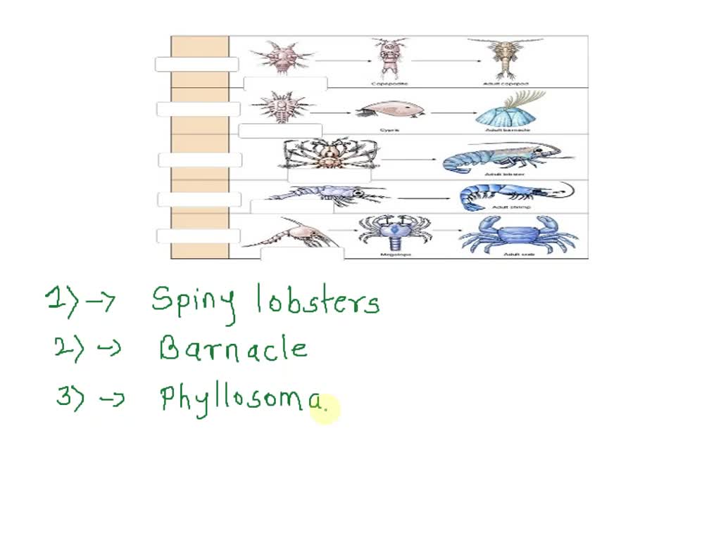 SOLVED: Drag the label to the box to complete this table showing groups ...