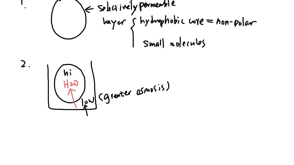 SOLVED: PLEASE HELP!! Paramecia are single-celled aquatic eukaryotes ...