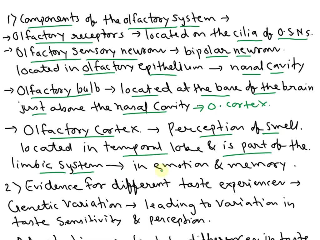 SOLVED: Discuss the components of the olfactory system: the olfactory ...