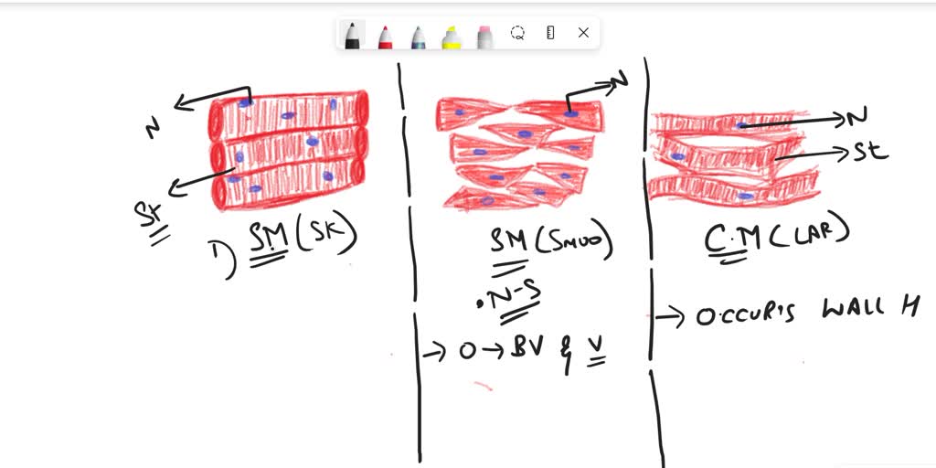 SOLVED: Nonstriated andl involuntary are terms used to describe: smooth ...
