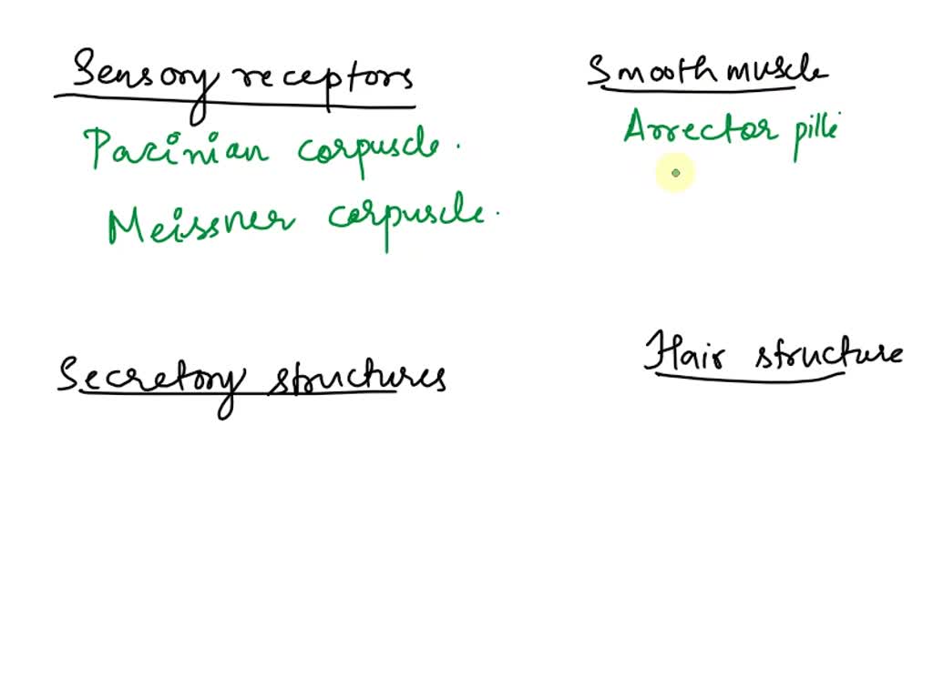 SOLVED: Categorize the accessory structures of the skin based on their functions: - Lamellated ...