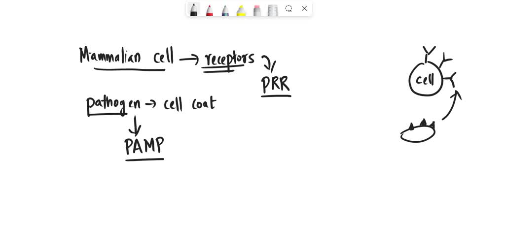 SOLVED: QUESTION 40 What are Pathogen Associated Molecular Patterns (PAMPs)? A Molecular ...